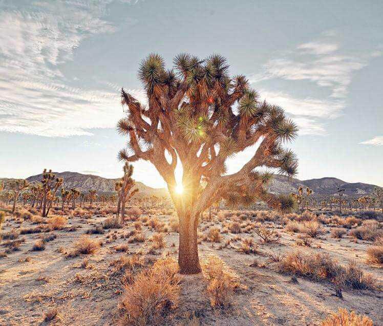 The Joshua Tree Collection – Berbere Imports